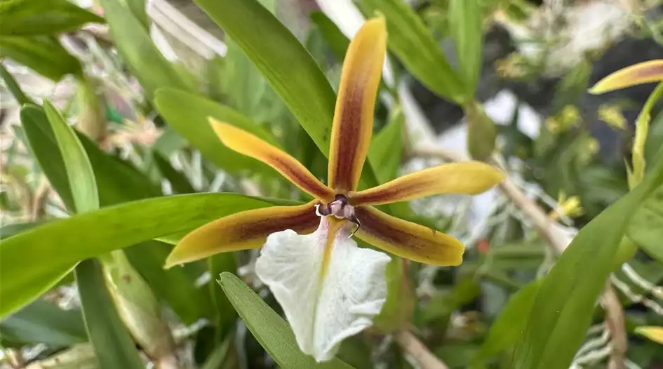 Encyclia Polybulbon